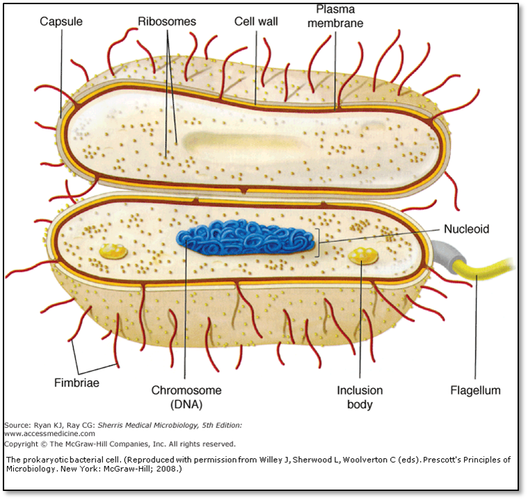 Bacterial Structure and Classification.cmap